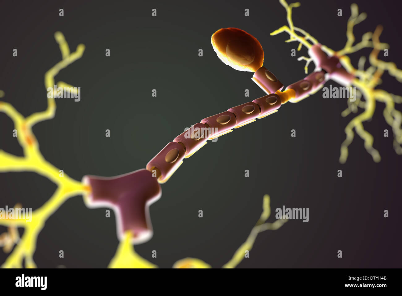Unipolar neuron hi-res stock photography and images - Alamy