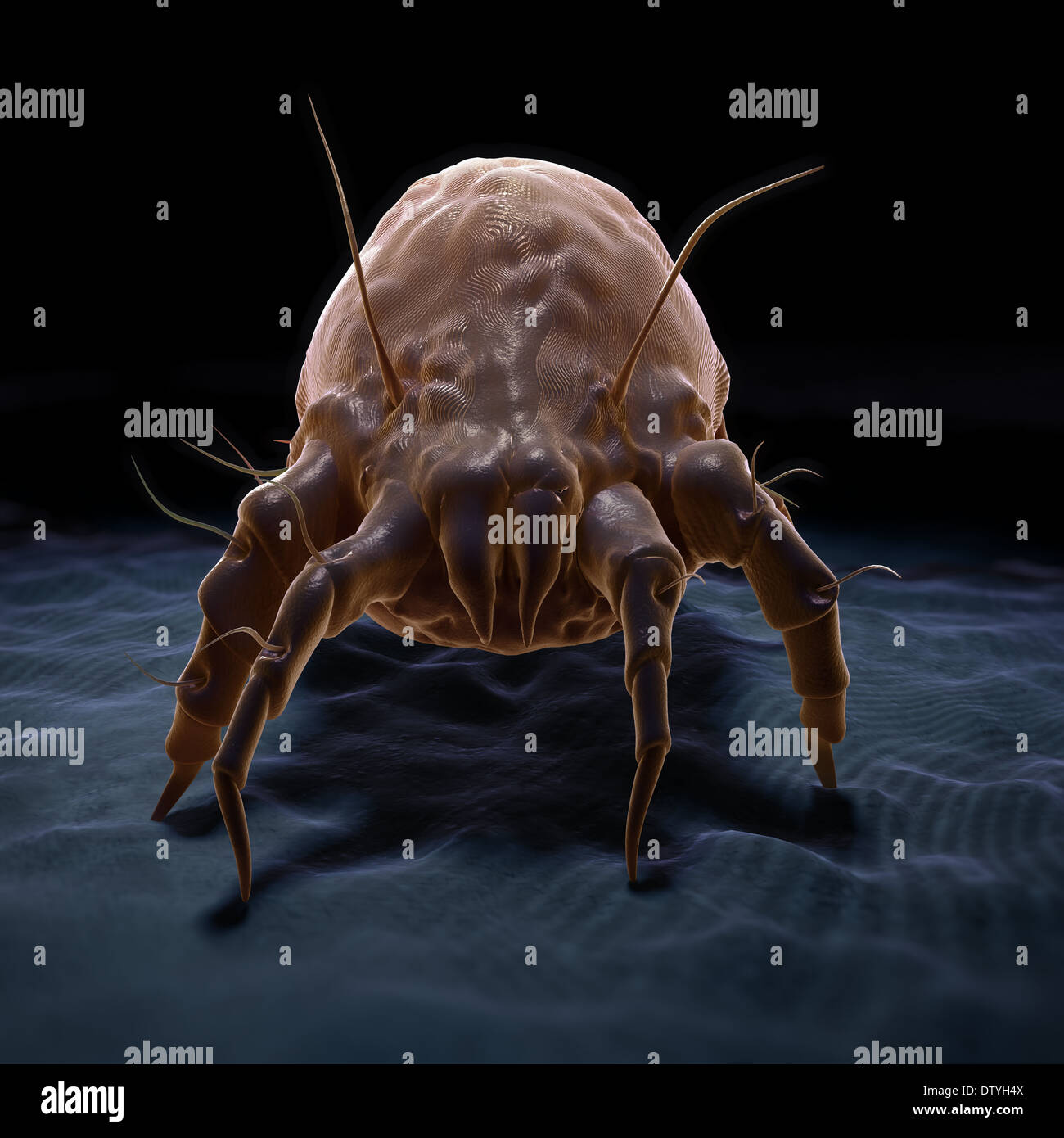 House Dust Mite Stock Photo - Alamy