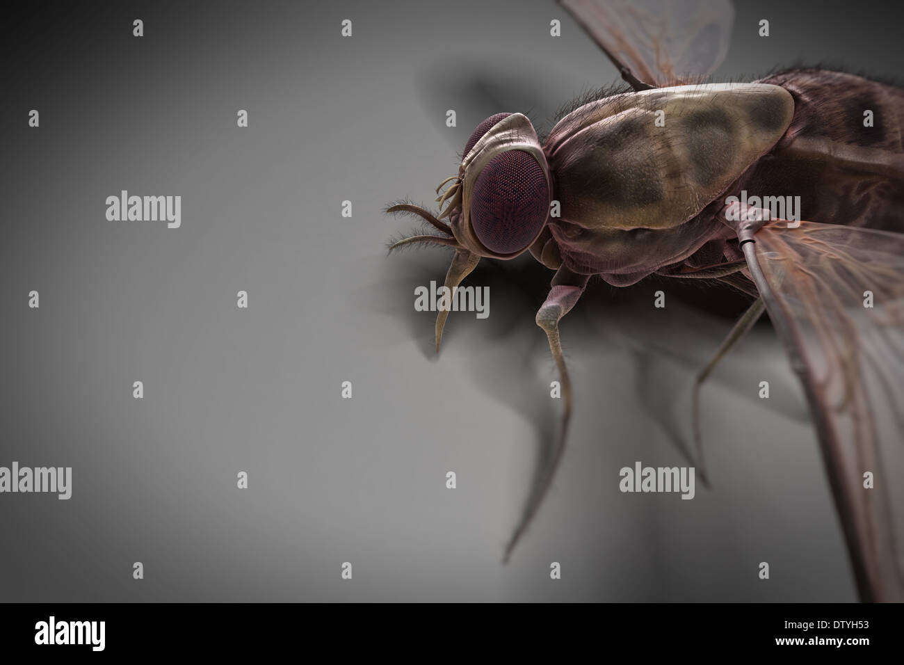 Sleeping sickness parasites hi-res stock photography and images - Alamy