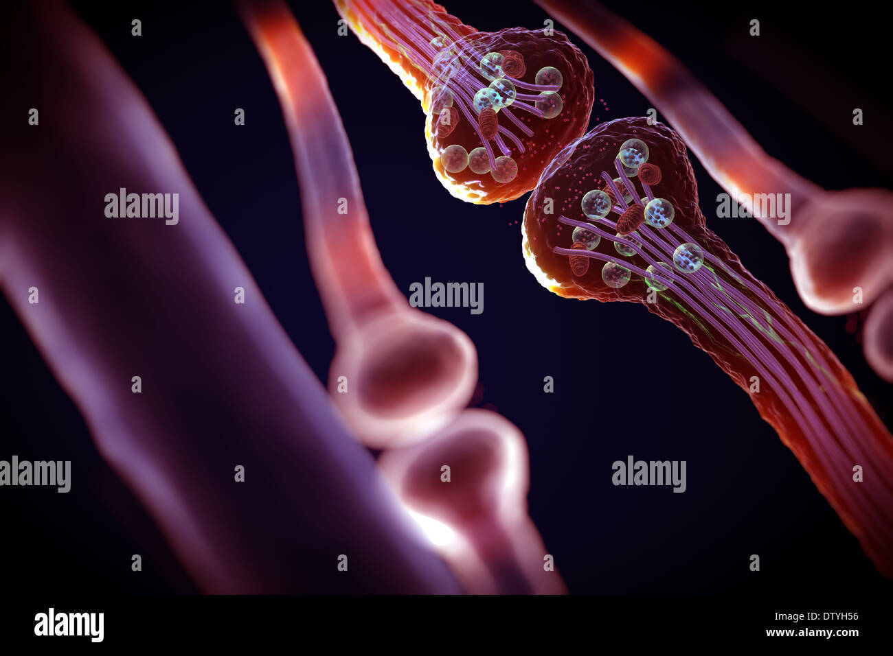 Reveal internal structures hi-res stock photography and images - Alamy