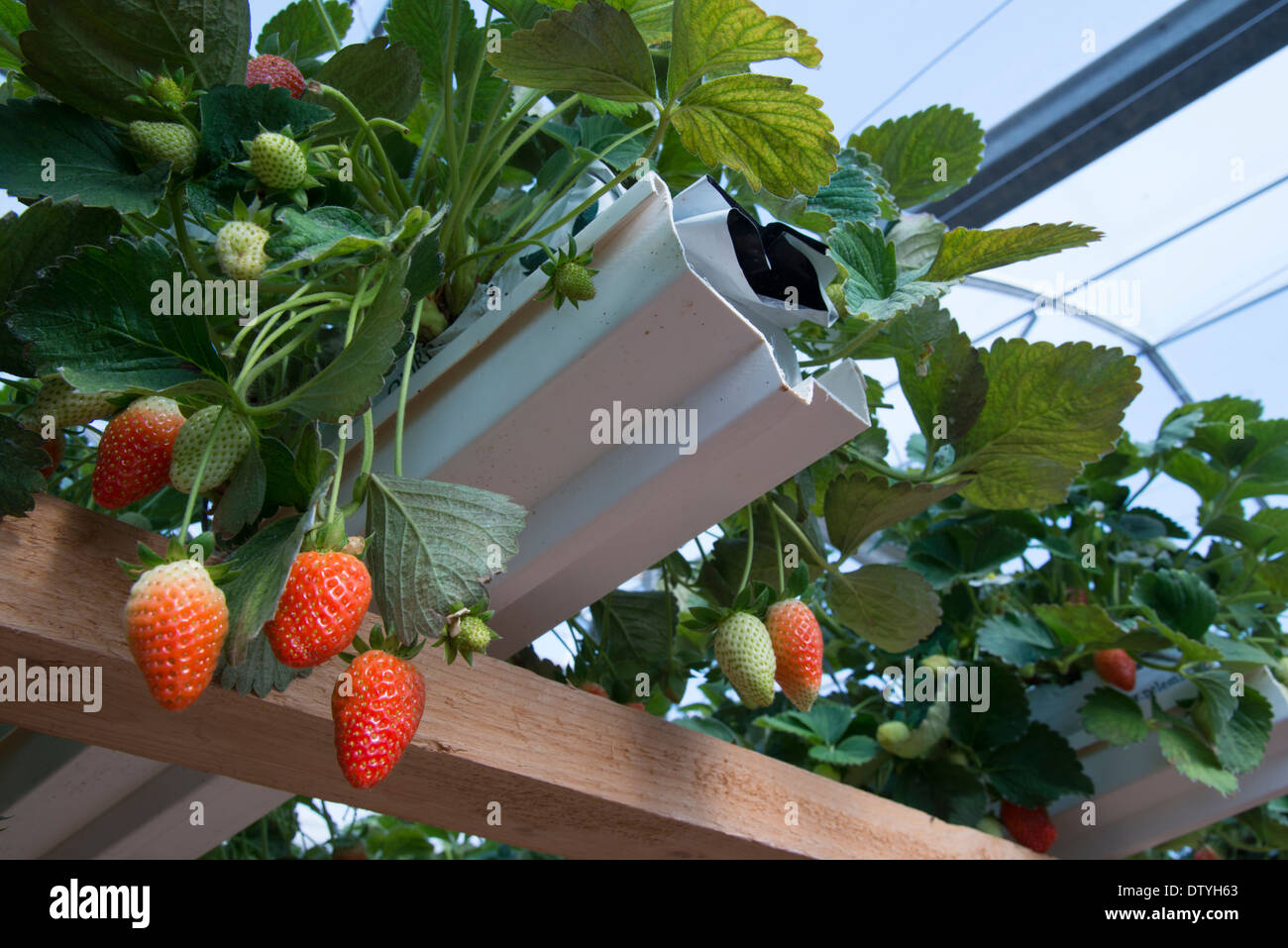 Greenhouse agriculture israel hi-res stock photography and images - Alamy