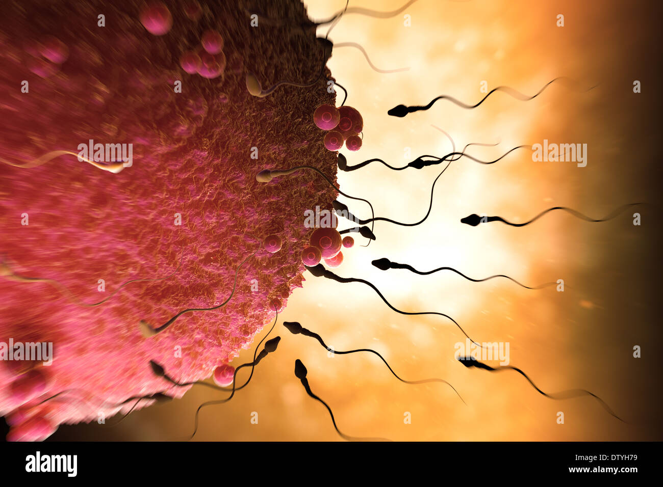 Unfertilized egg cell hi-res stock photography and images - Alamy