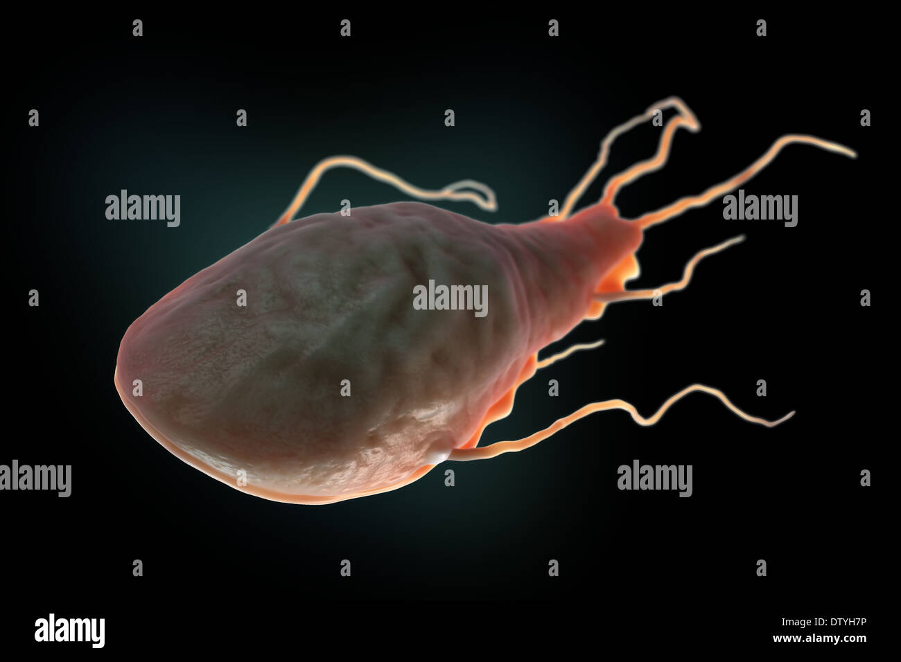 Giardia lamblia hi-res stock photography and images - Alamy