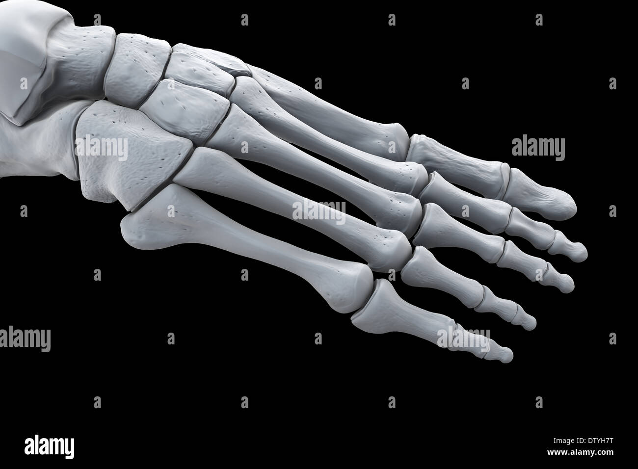 Phalanx bones hi-res stock photography and images - Alamy