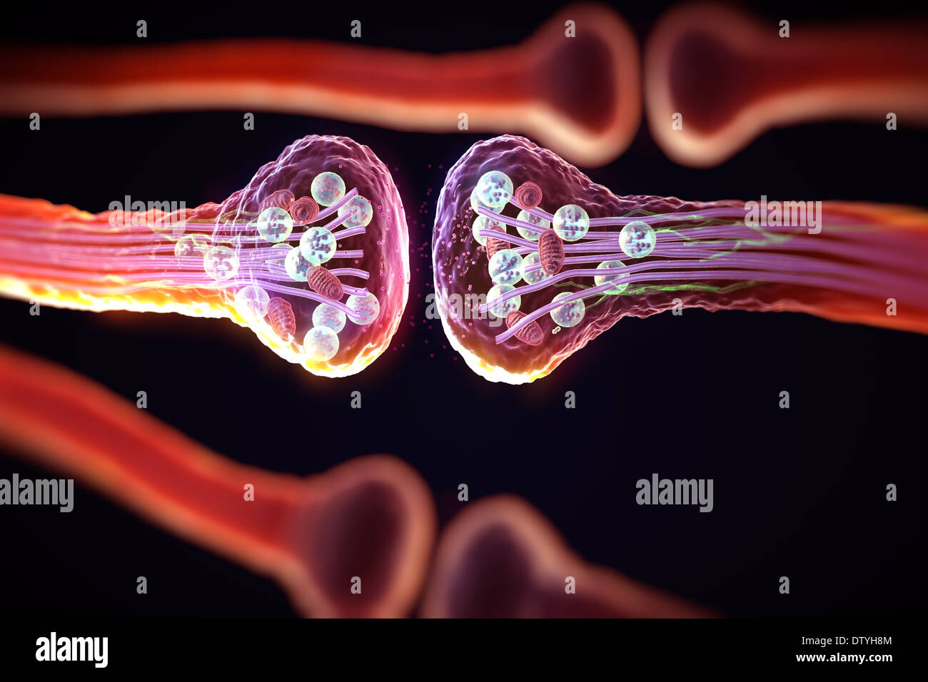 Reveal internal structures hi-res stock photography and images - Alamy