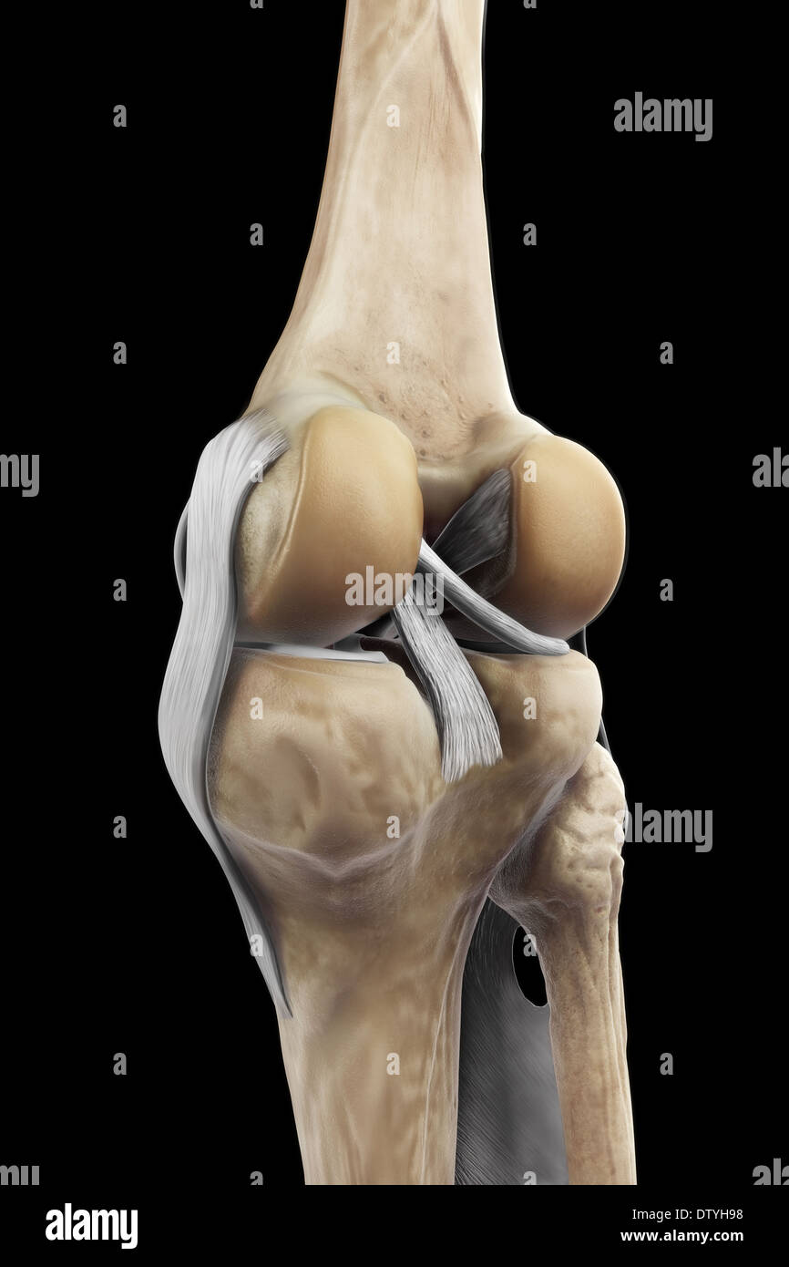 Right Knee Ligaments Stock Photo - Alamy