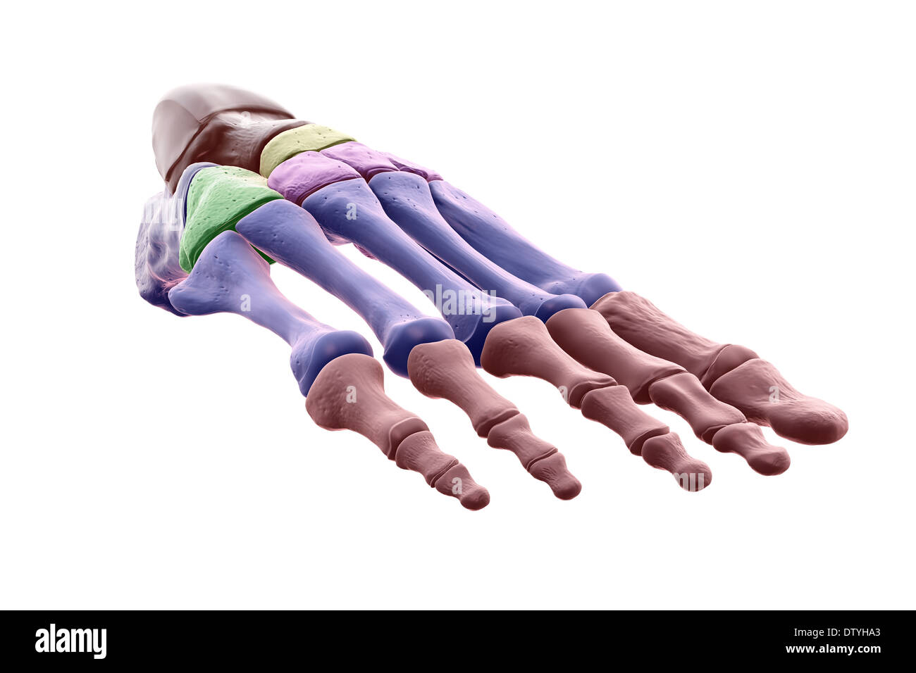 Cuboid bone Cut Out Stock Images & Pictures - Alamy