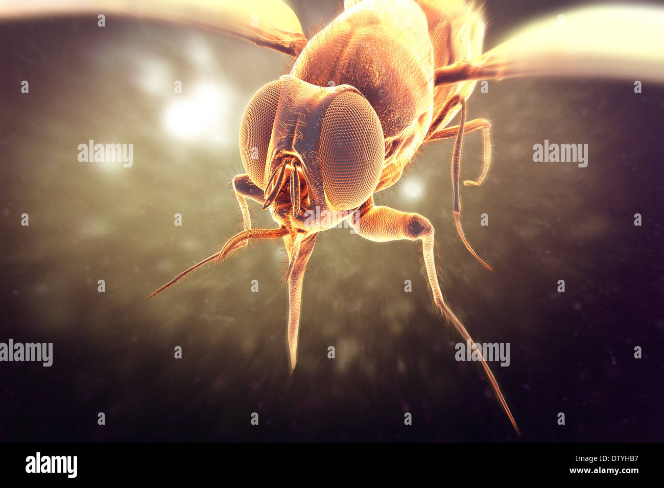 Problematic insect hi-res stock photography and images - Alamy