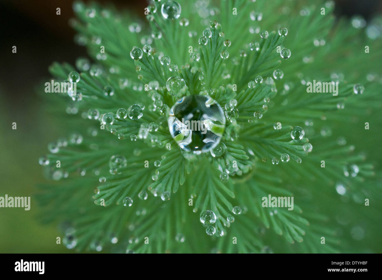 Tiny drop another view Stock Photo - Alamy