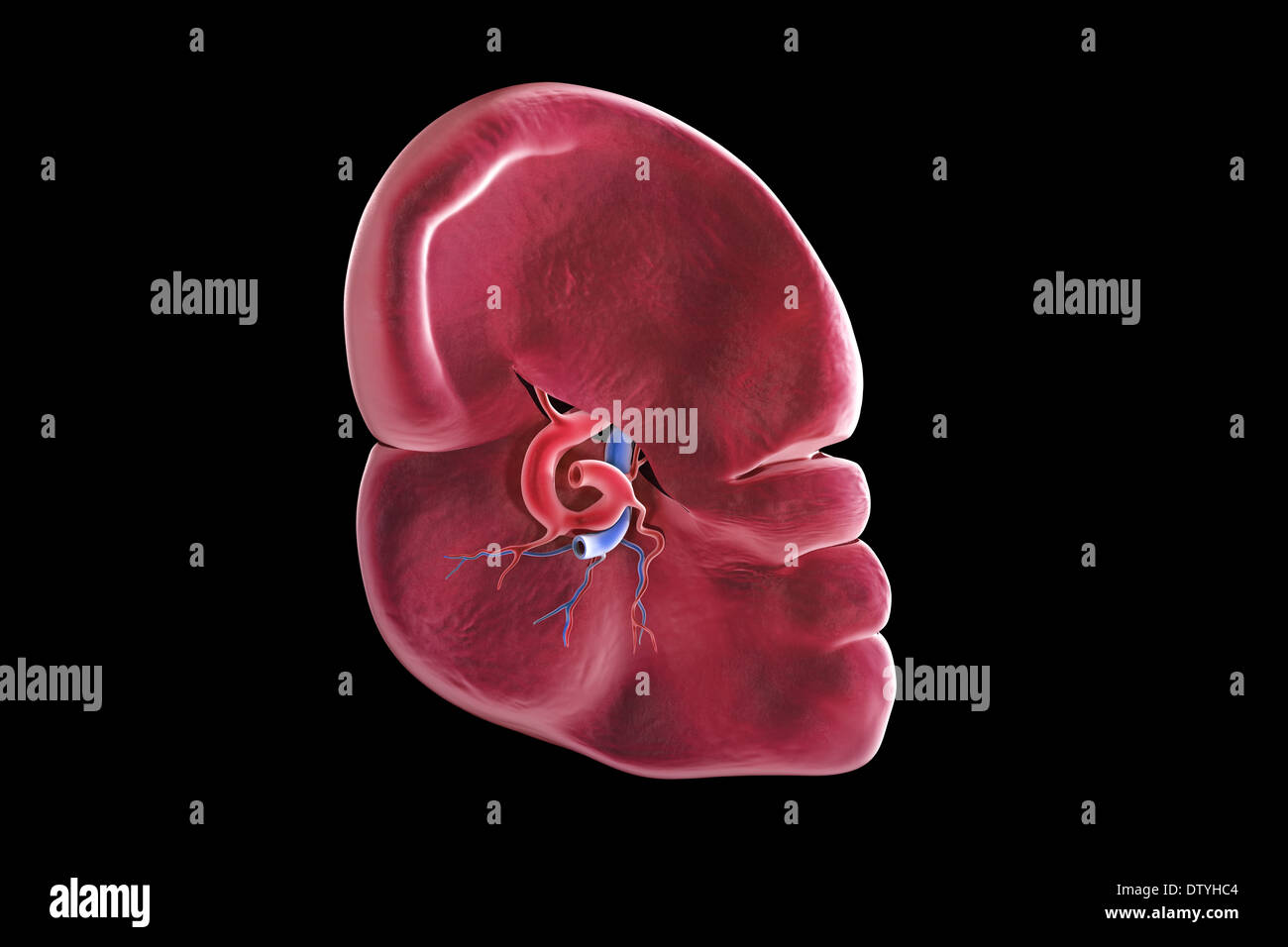 Spleen image hi-res stock photography and images - Alamy