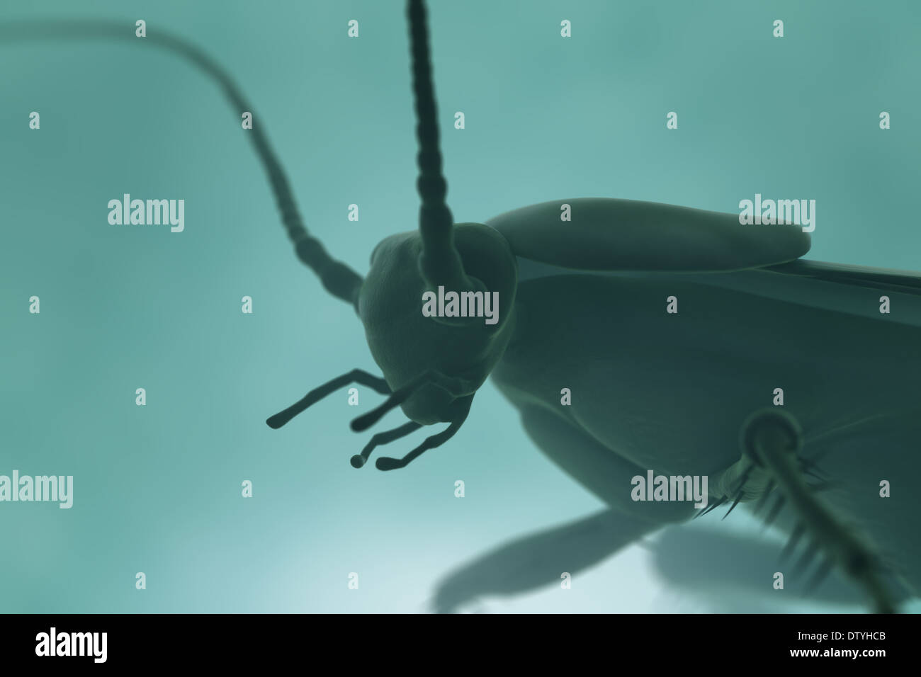 Cockroach side view hi-res stock photography and images - Alamy