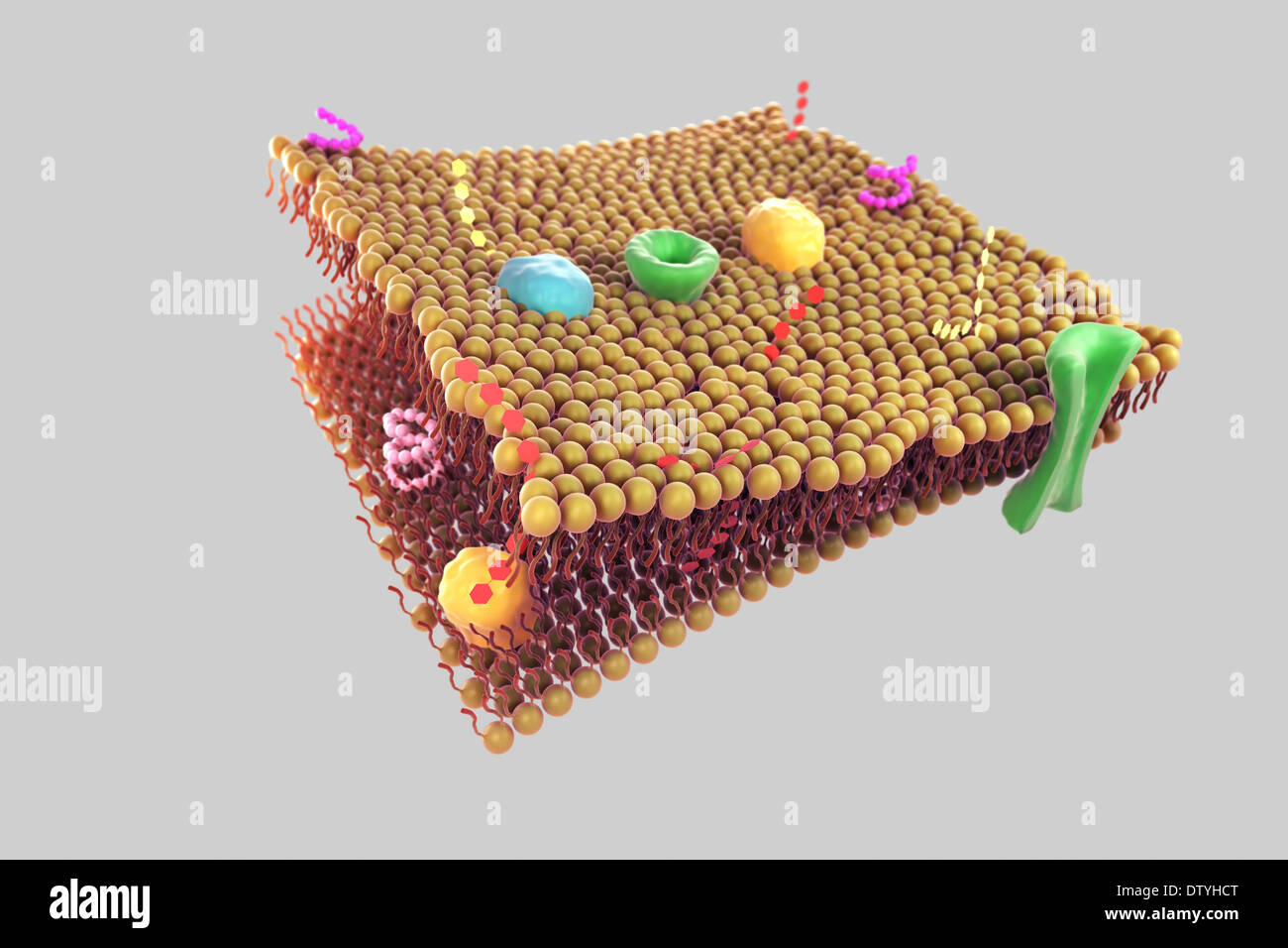 Cell membrane hi-res stock photography and images - Alamy