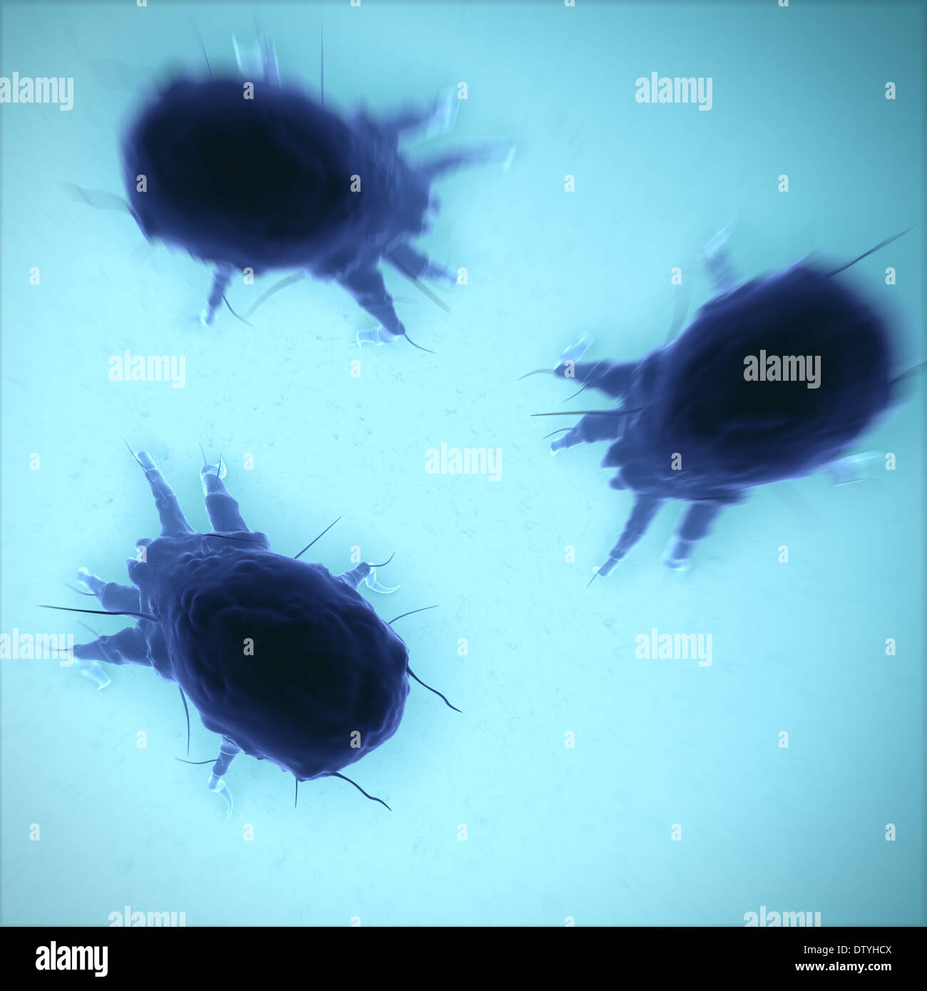 House Dust Mites Stock Photo - Alamy