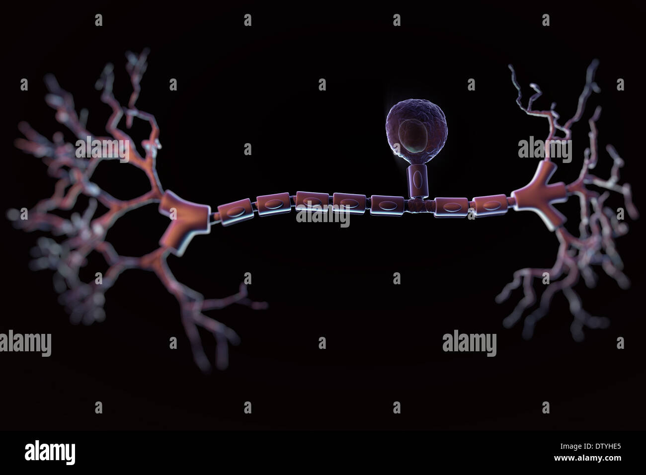 Unipolar neuron hi-res stock photography and images - Alamy