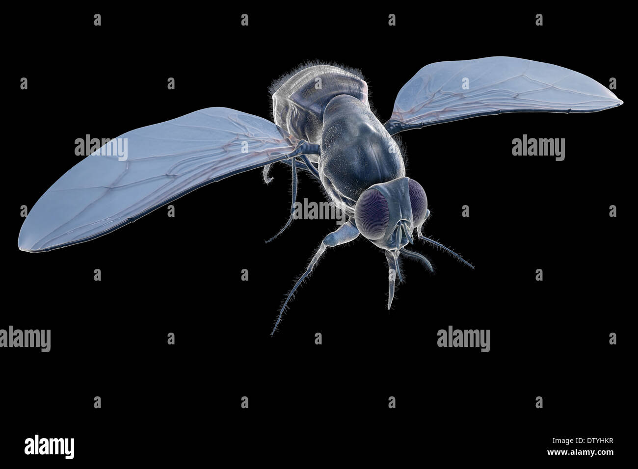 Tsetse Fly Stock Photo - Alamy
