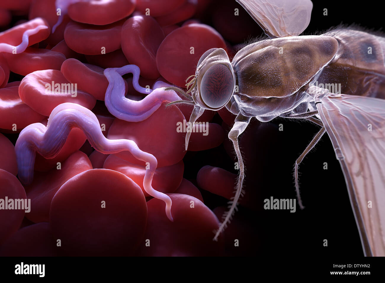 Trypanosoma brucei hi-res stock photography and images - Alamy