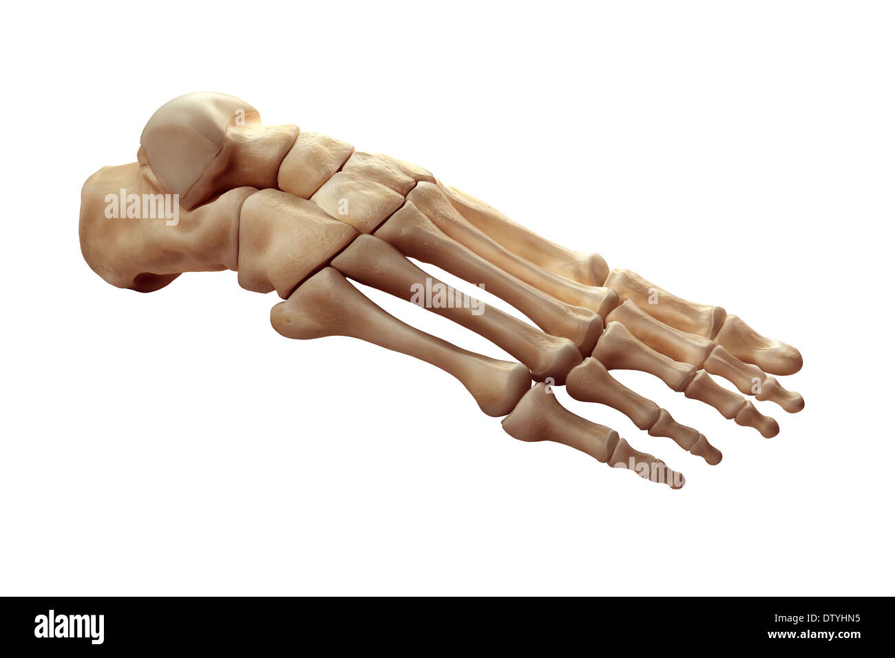 Cuboid bone Cut Out Stock Images & Pictures - Alamy