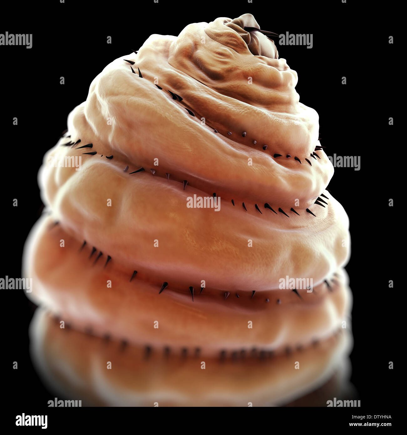 Bot Fly Larva Stock Photo - Alamy