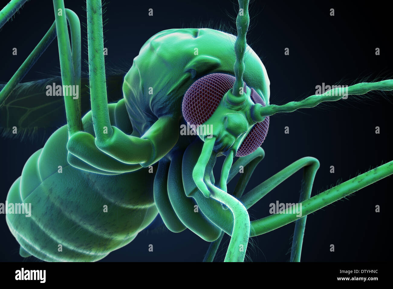 Hematophagy Stock Photos & Hematophagy Stock Images - Alamy