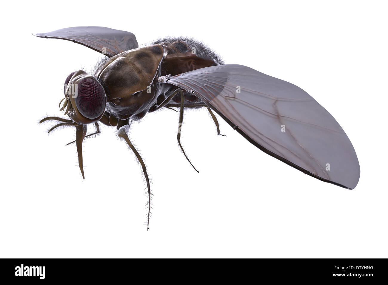 Tsetse fly hi-res stock photography and images - Alamy