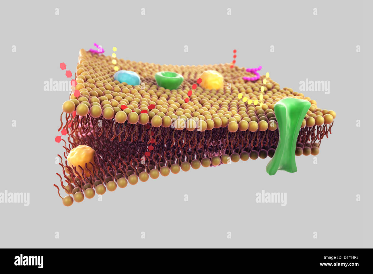 Cell membrane phospholipids hi-res stock photography and images - Alamy