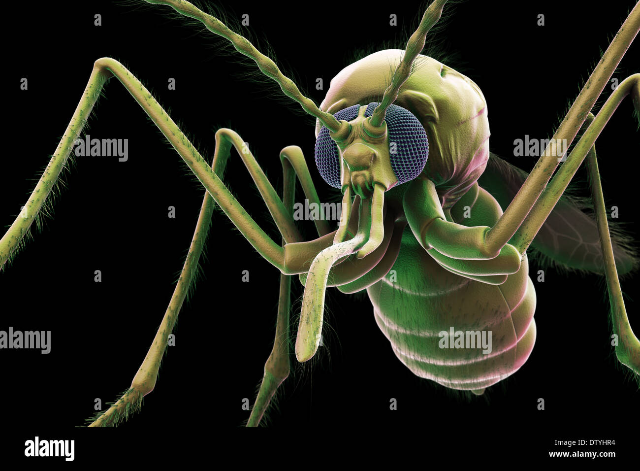 Anopheles High Resolution Stock Photography and Images - Alamy