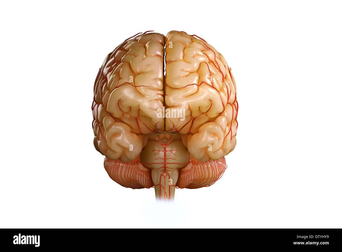 3d brain frontal view hi-res stock photography and images - Alamy
