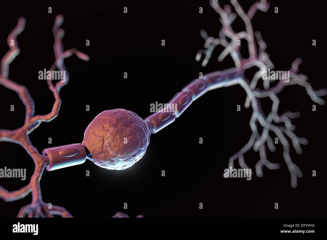 Bipolar neuron hi-res stock photography and images - Alamy
