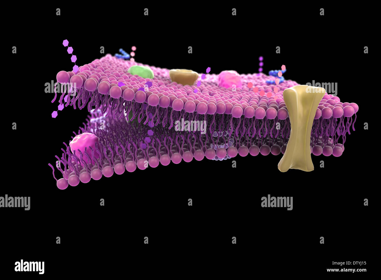 Permeable membrane hi-res stock photography and images - Alamy