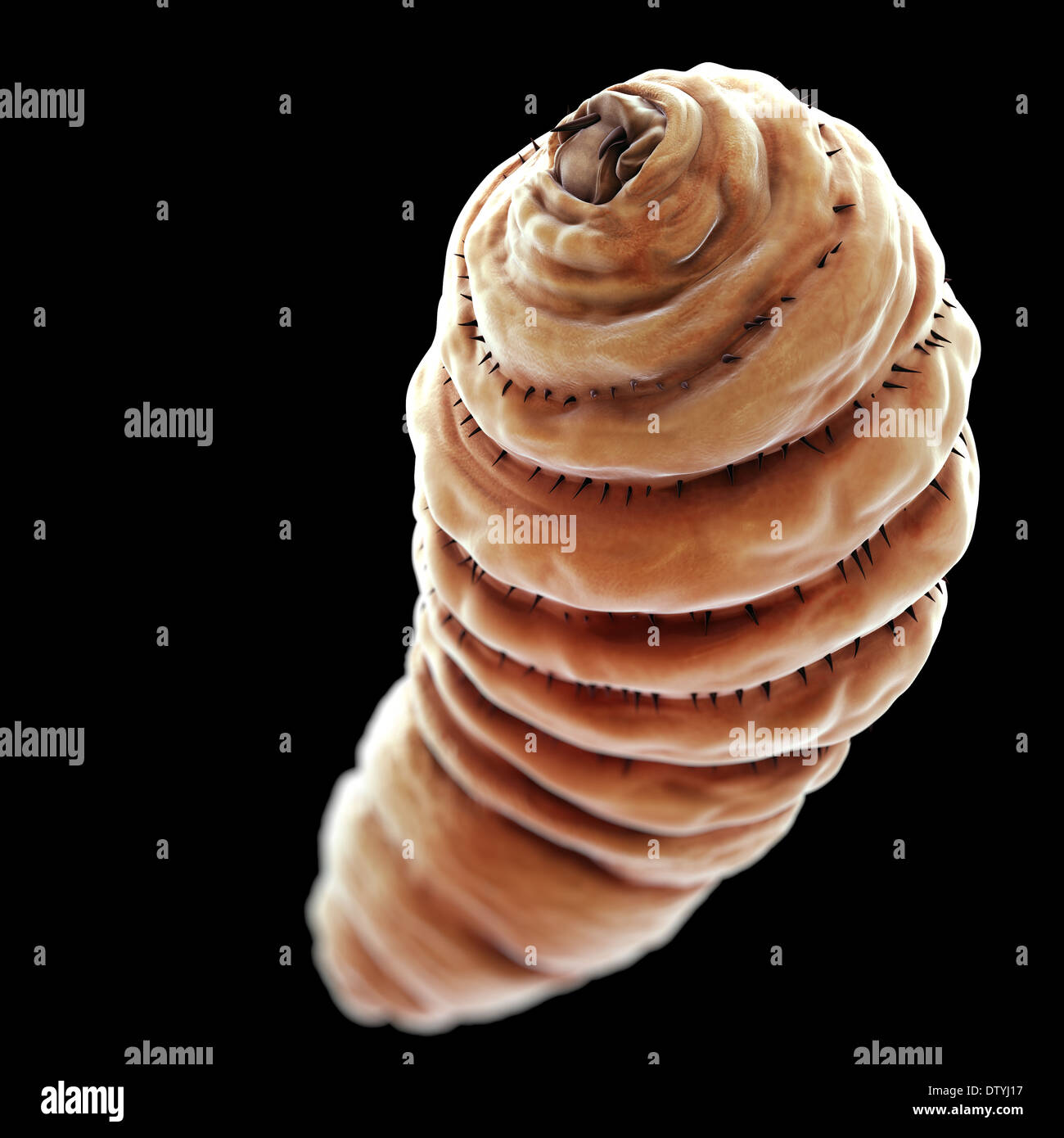 Myiasis hi-res stock photography and images - Alamy