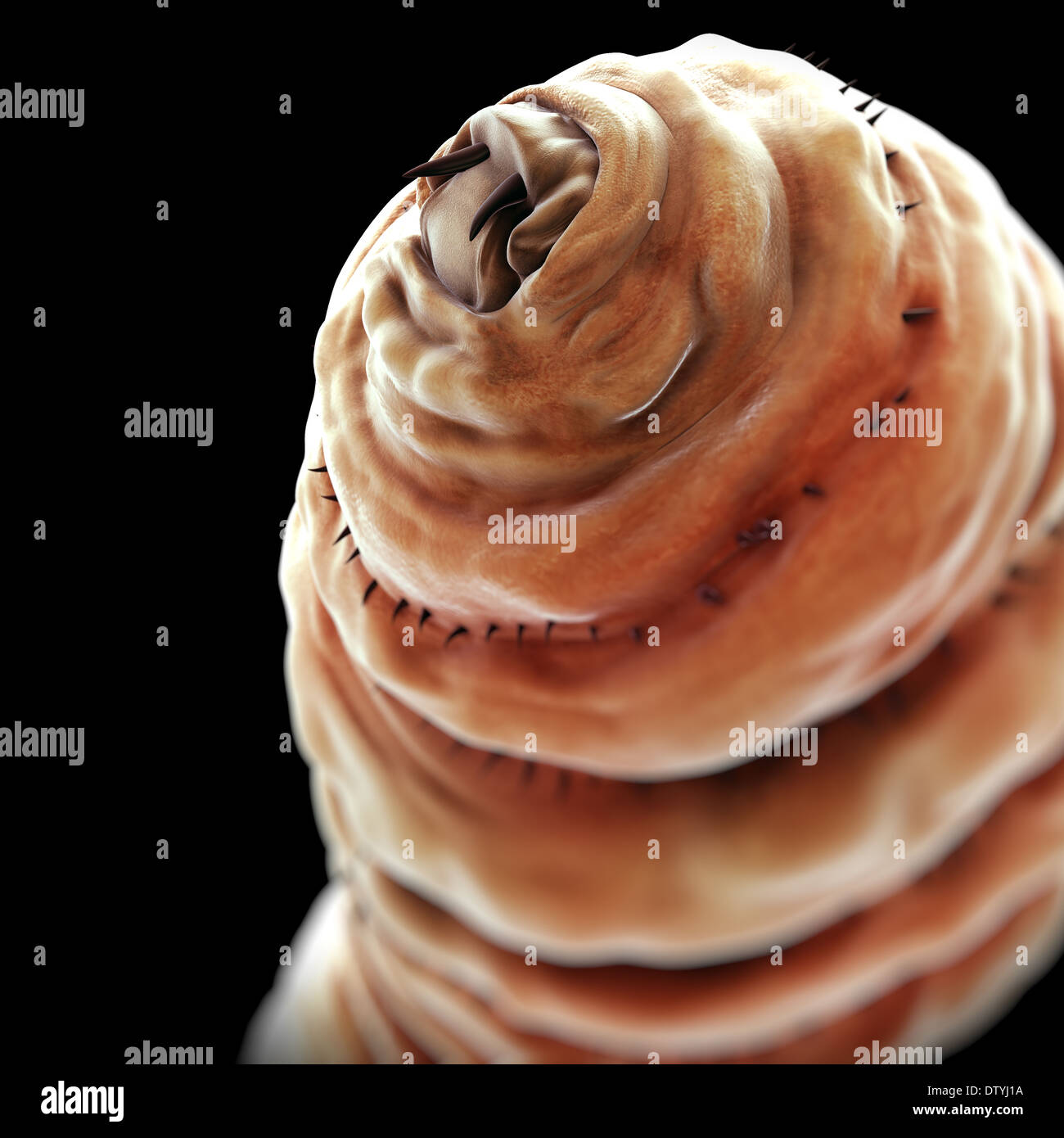 Bot Fly Larva Stock Photo - Alamy