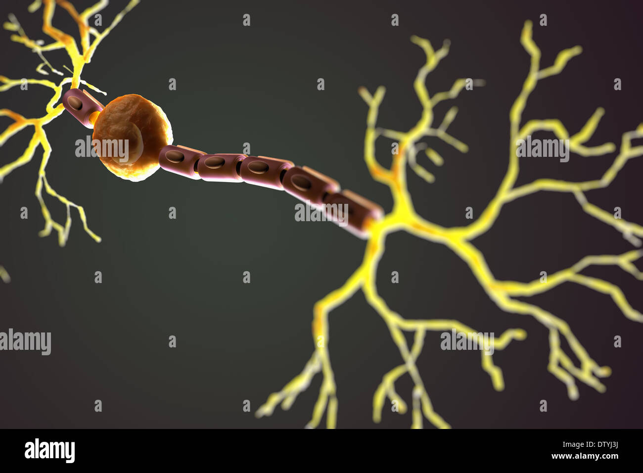 Bipolar Neuron High Resolution Stock Photography and Images - Alamy
