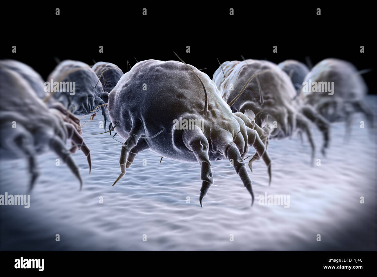 House Dust Mites High Resolution Stock Photography and Images - Alamy