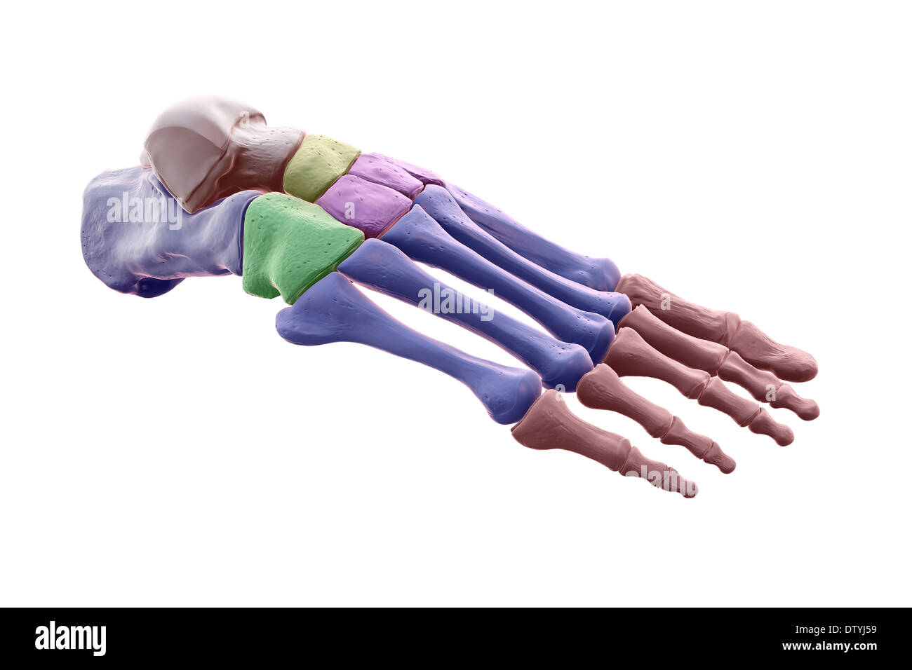 Cuboid bone Cut Out Stock Images & Pictures - Alamy