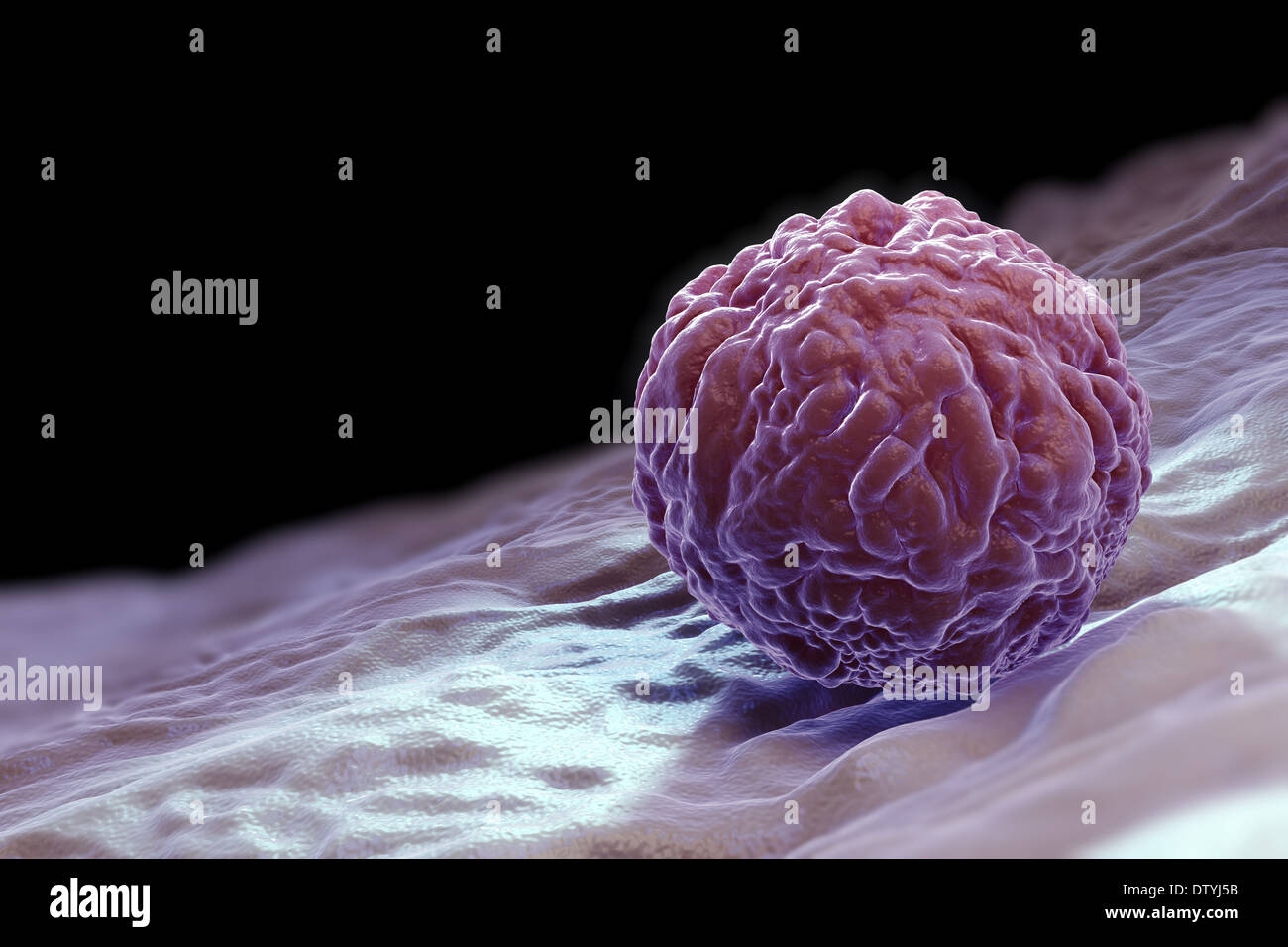 Embryonic Stem Cell Stock Photo - Alamy