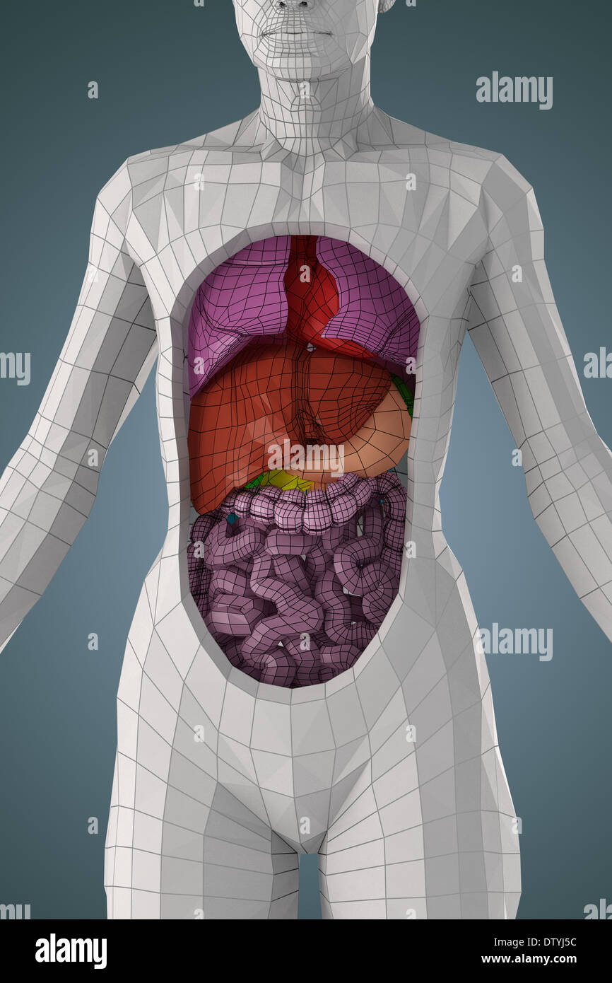 Internal organs cutaway hi-res stock photography and images - Alamy