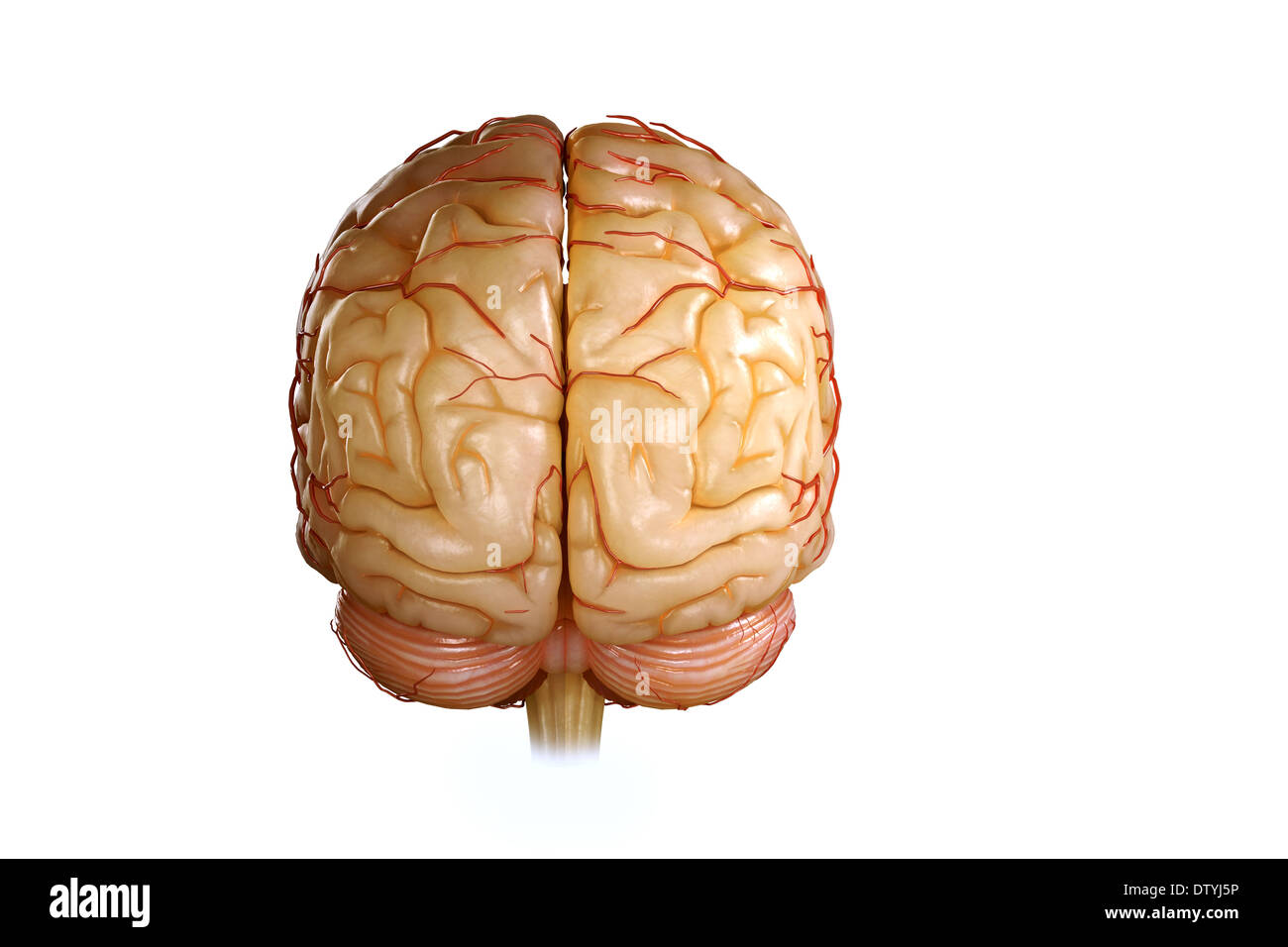 3d brain frontal view hi-res stock photography and images - Alamy