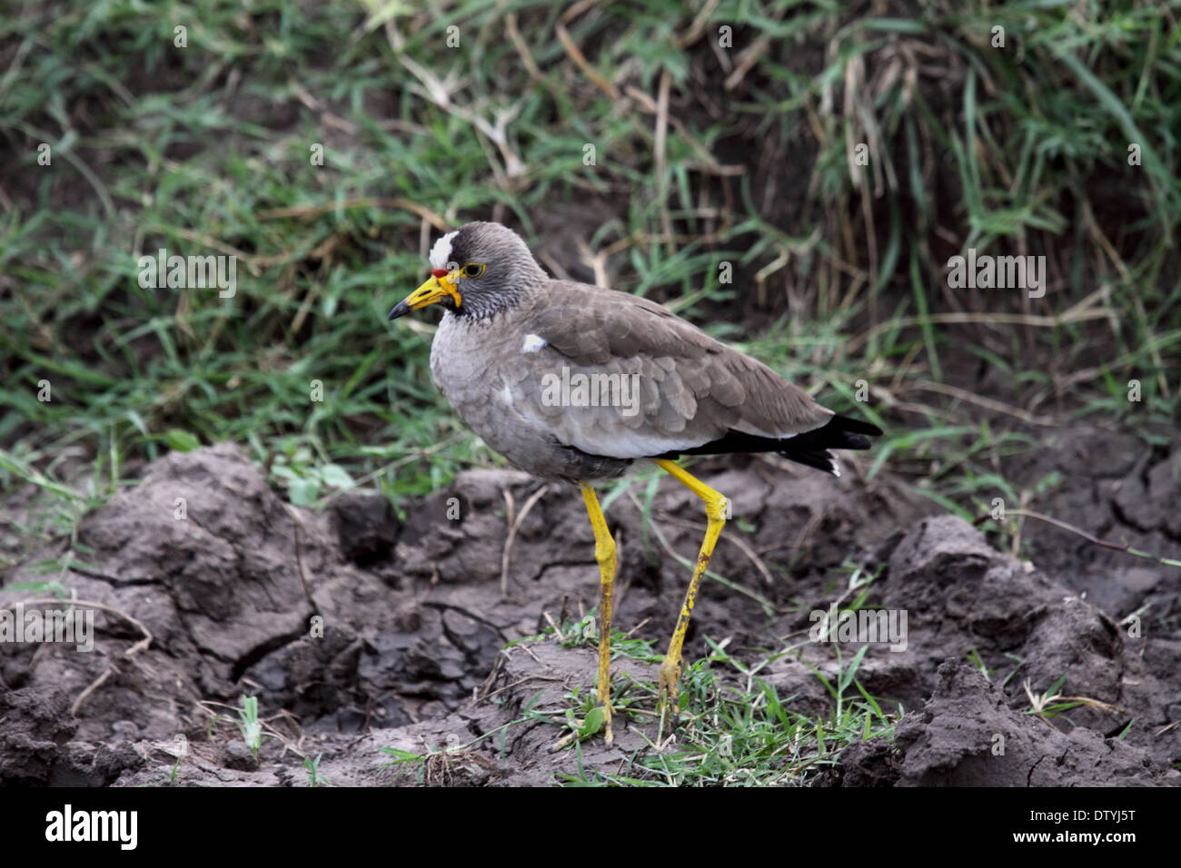 African wattled lapwing in Uganda Stock Photo - Alamy