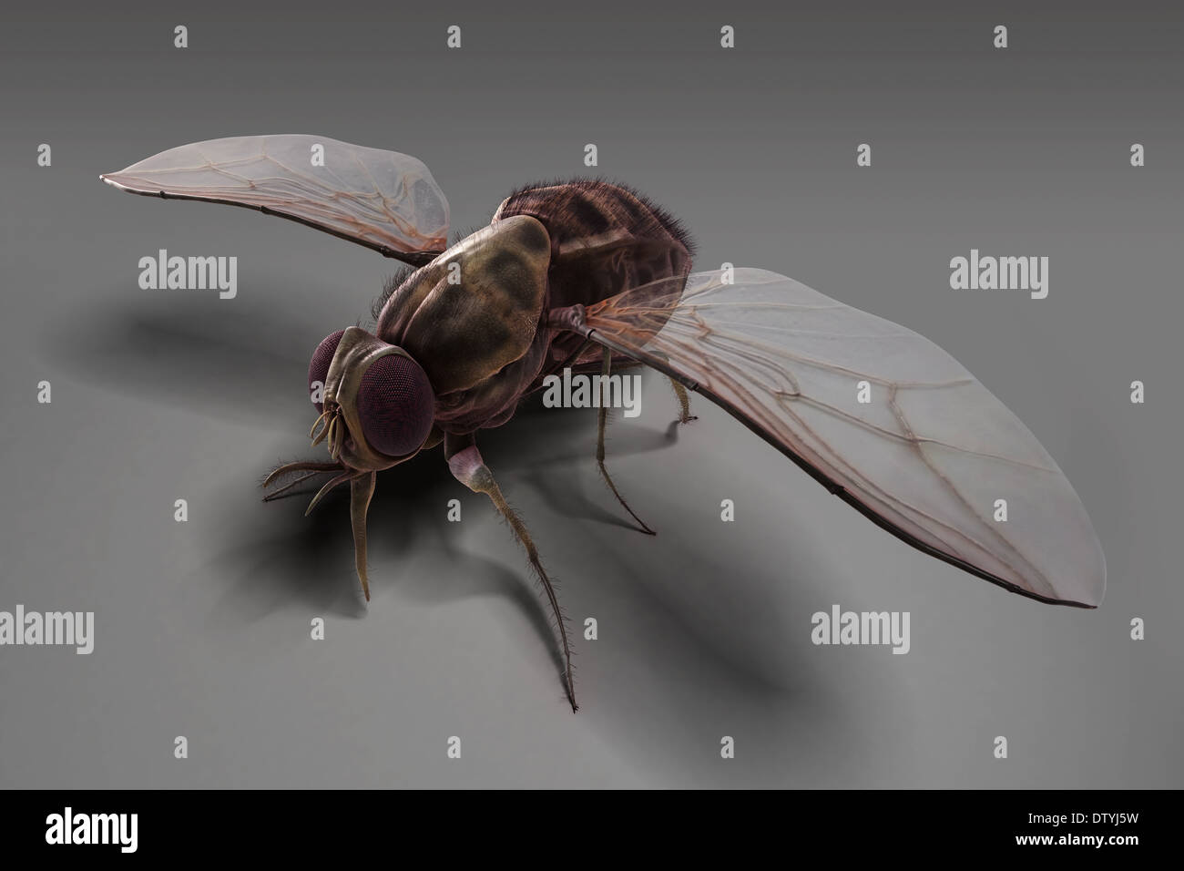 Trypanosoma brucei hi-res stock photography and images - Alamy