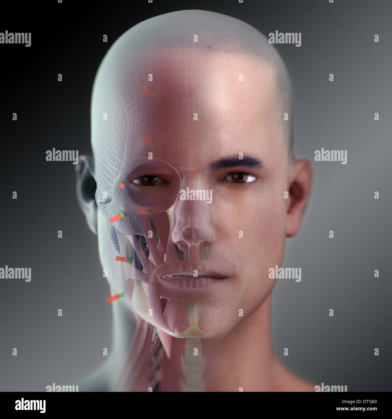 3d Reconstruction Of The Skull High Resolution Stock Photography and ...