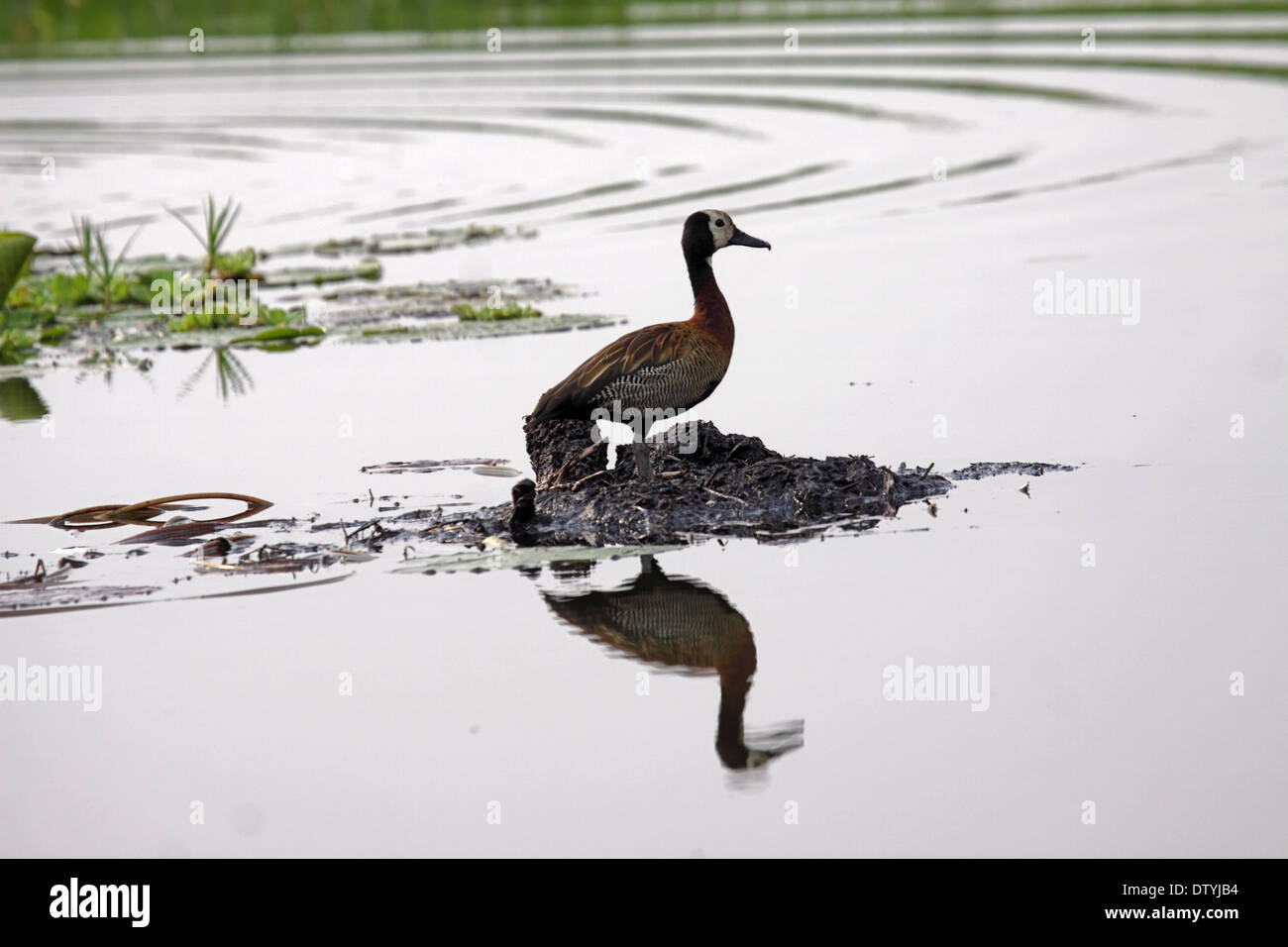 White faced duck casting reflection on water in Uganda Stock Photo - Alamy