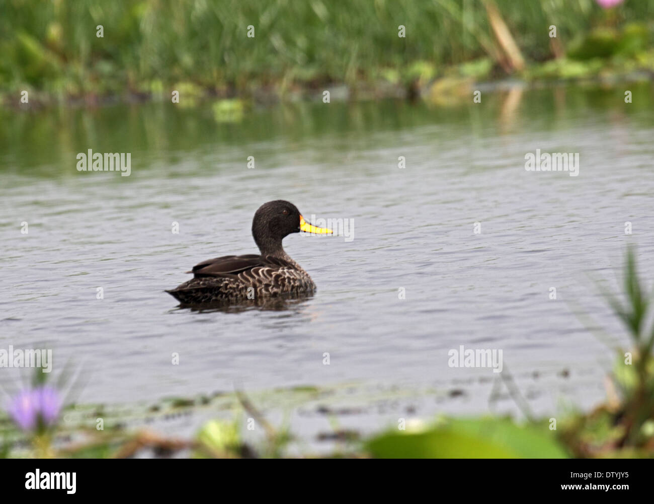 Yellow billed duck in Uganda Stock Photo - Alamy
