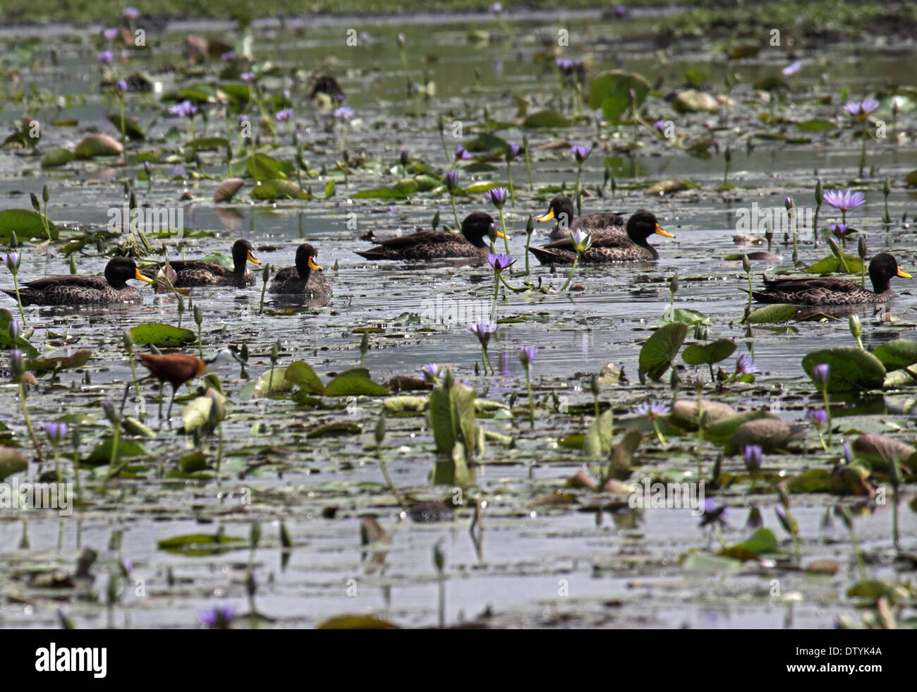 Yellow billed ducks in Uganda Stock Photo - Alamy