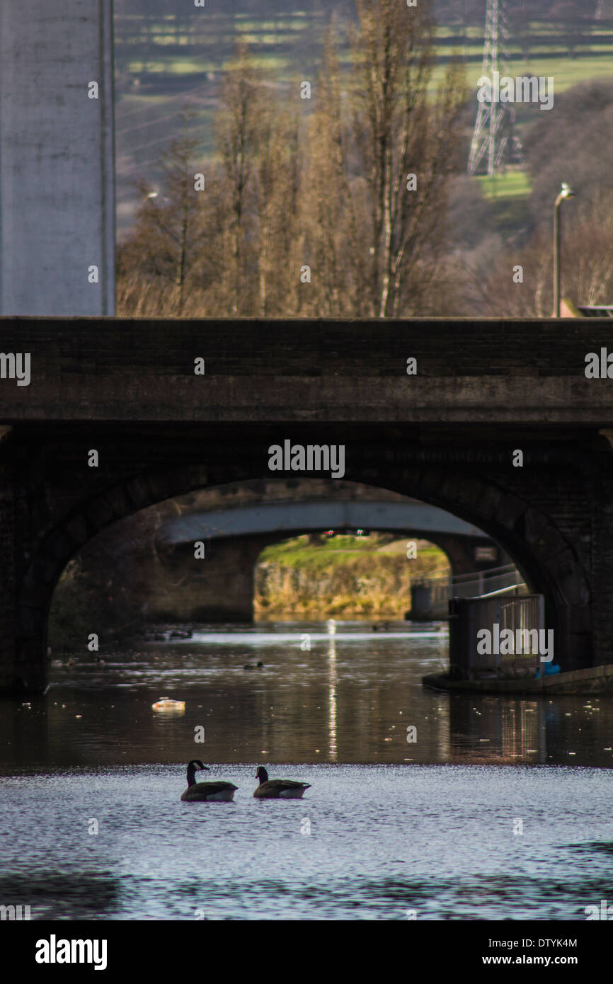 Wildlife bridges hi-res stock photography and images - Alamy