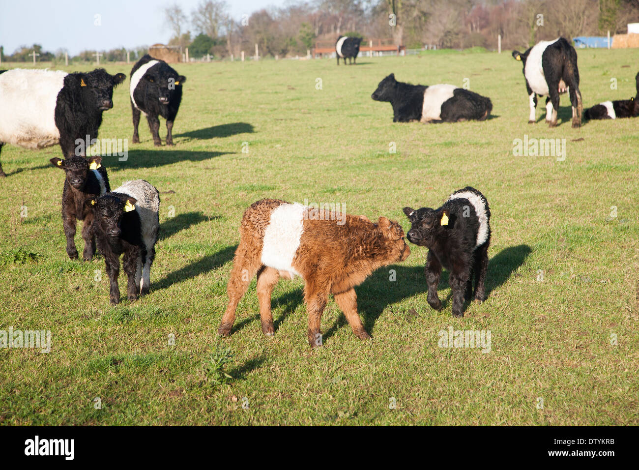 Rare breed Belted Galloway beef cattle herd at Lux farm, Kesgrave ...