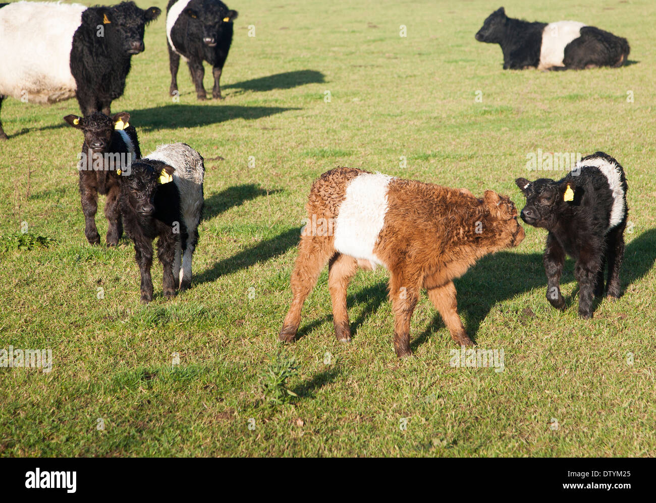 Rare breed Belted Galloway beef cattle herd at Lux farm, Kesgrave ...