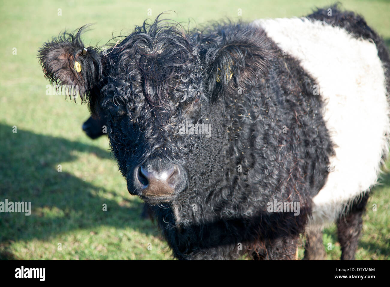 Rare breed Belted Galloway beef cattle herd at Lux farm, Kesgrave ...