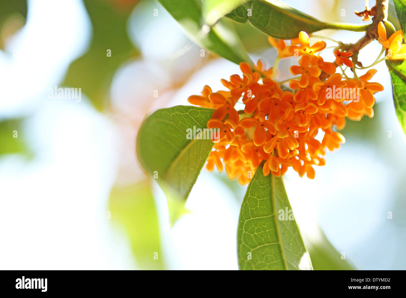 Osmanthus orange hi-res stock photography and images - Alamy