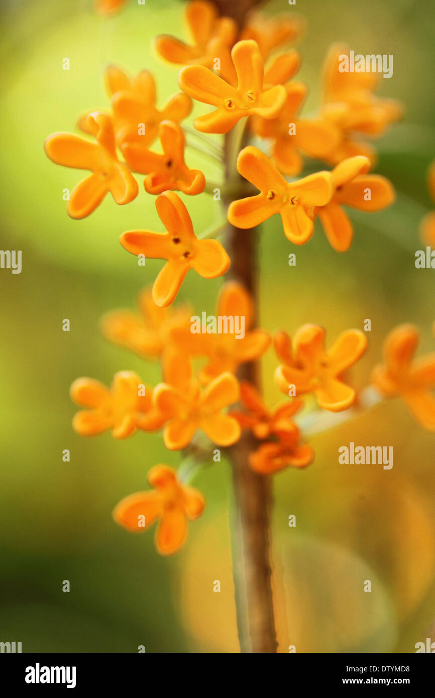 Osmanthus branch hi-res stock photography and images - Alamy
