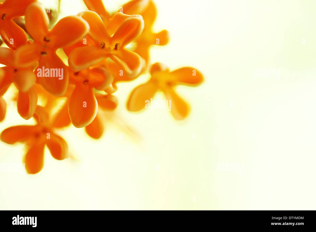 Osmanthus orange hi-res stock photography and images - Alamy